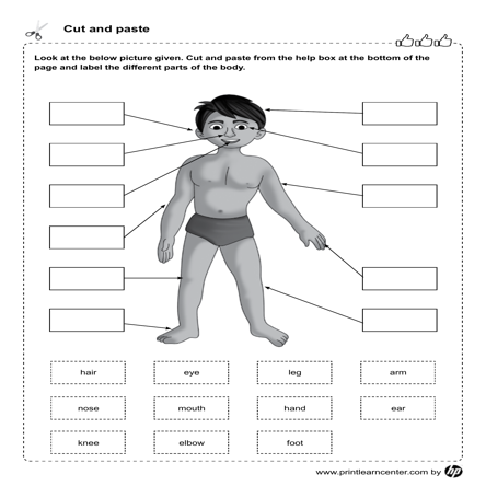 4th Grade Science Worksheets Human Body