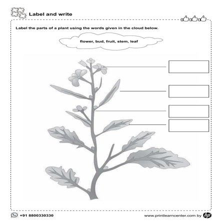 Draw And Label The Parts Of A Plant For Class 1 - Infoupdate.org