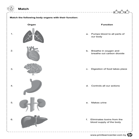 Human Body Organ Systems Worksheet Organ Systems Matching Worksheet