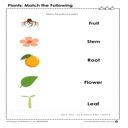 Parts Of Plants In Hindi And English Worksheets Free - Infoupdate.org
