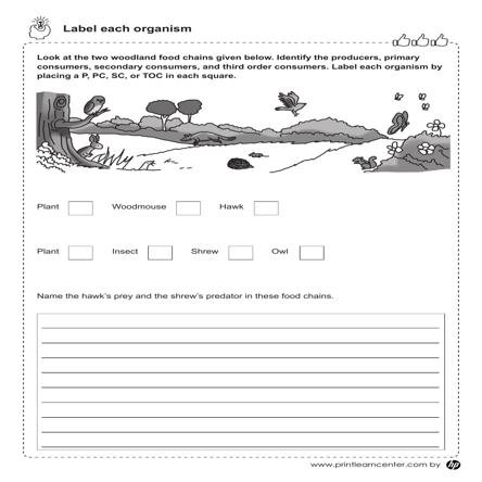 Food Web Worksheet Food Worksheets For Class 5 Download Free PDFs